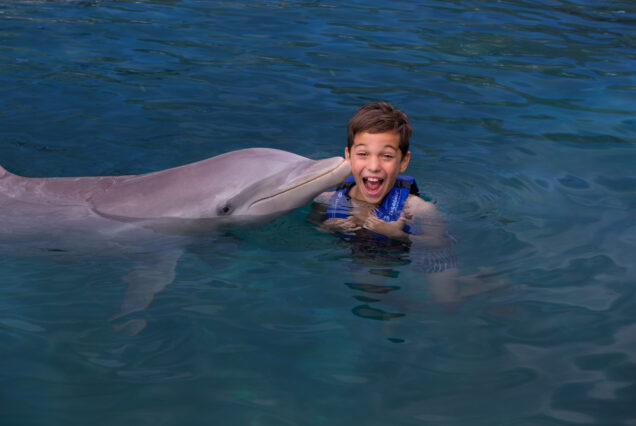 Ride – Dolphins - Ocean Experience